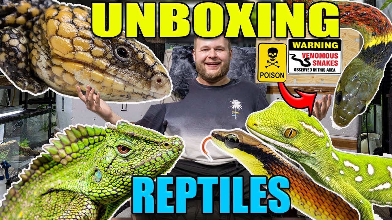 UNBOXING THE RAREST PET GECKO IN THE WORLD! EPIC REPTILE IMPORT UNBOXING!