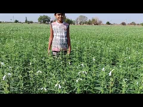 White Sesame Seed - Wholesale Price & Mandi Rate for White Till