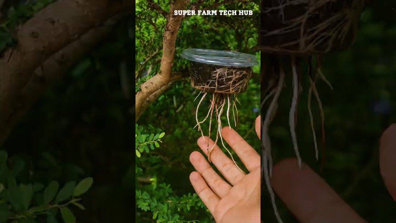 How to air-layer branches quickly and effectively #farminglife #farming #airlayering