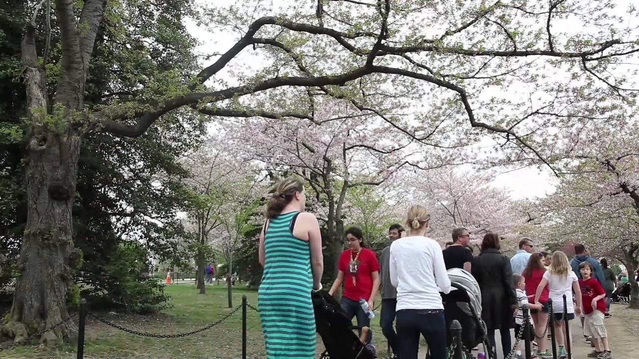 Cherry Blossoms: April 14 at the Indicator Tree