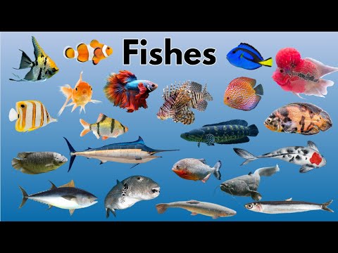 Master Fish Name | Discover the Wonders of Marine Life | Fish Names and Facts