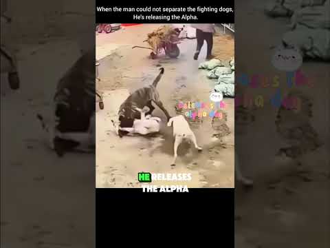 Alpha dog stopped Two dogs fighting #shorts #dog #dogfight #alpha #trendingshorts #viralvideo