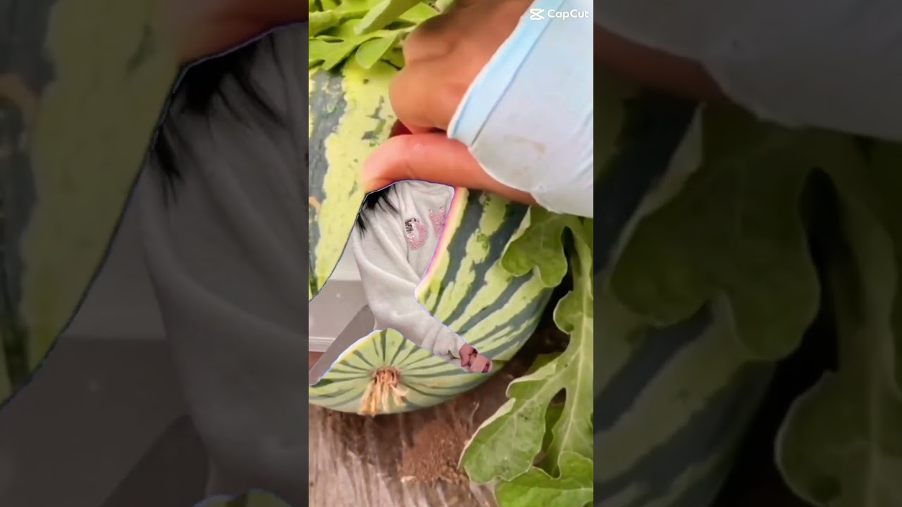 My Precious watermelon #short #shorts #trending #goodvibes #justforfun