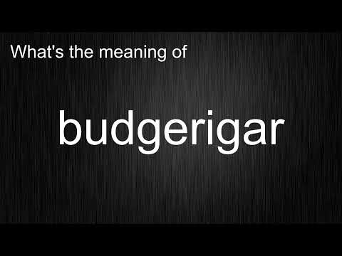 What's the meaning of "budgerigar", How to pronounce budgerigar?