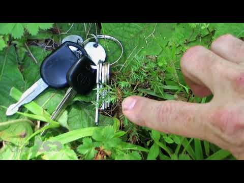 Neighborhood Naturalist: Eastern Red Cedars