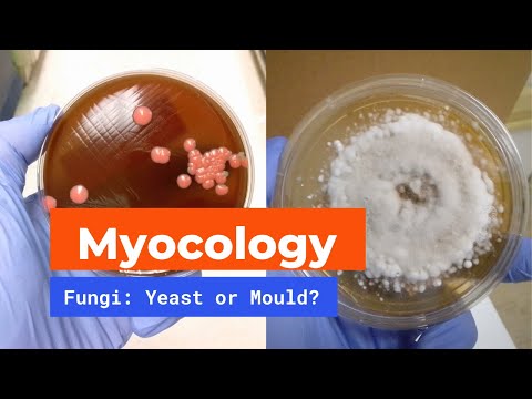 Microbiology: Mycology | Yeast and Mould