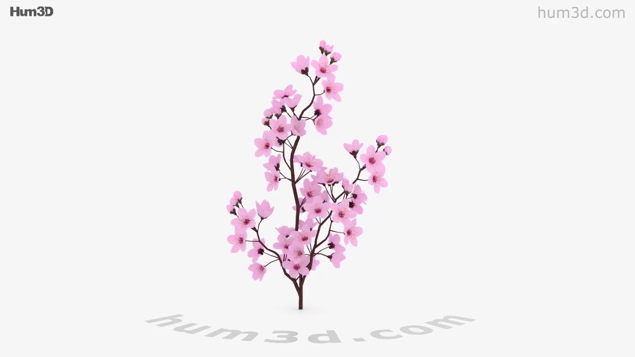 Cherry Blossom 3D model by 3DModels.org