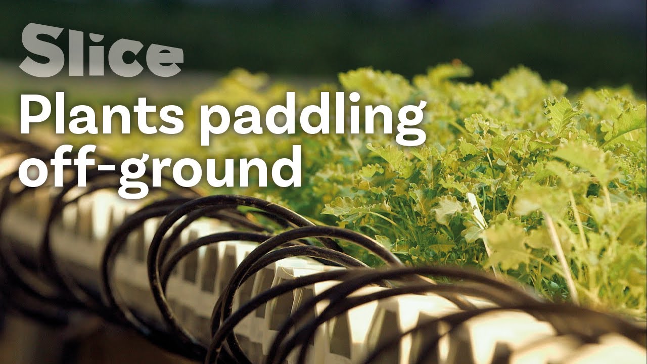 Hydroponics: Growing Plants without a Soil | SLICE
