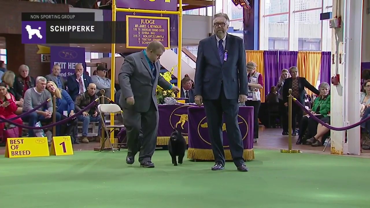 Schipperkes | Breed Judging 2019