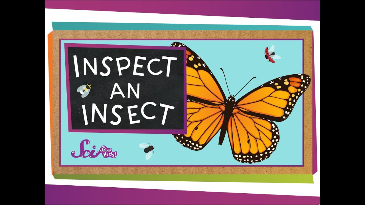 Inspect An Insect