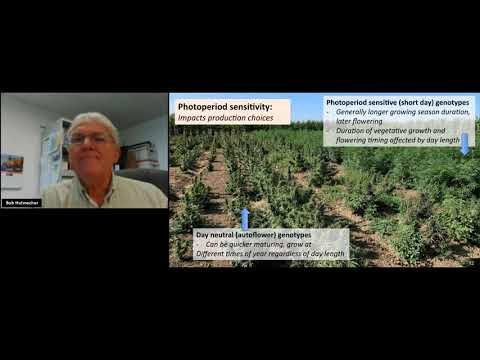 Hemp for Essential Oils: Water and Nutrient Management Considerations