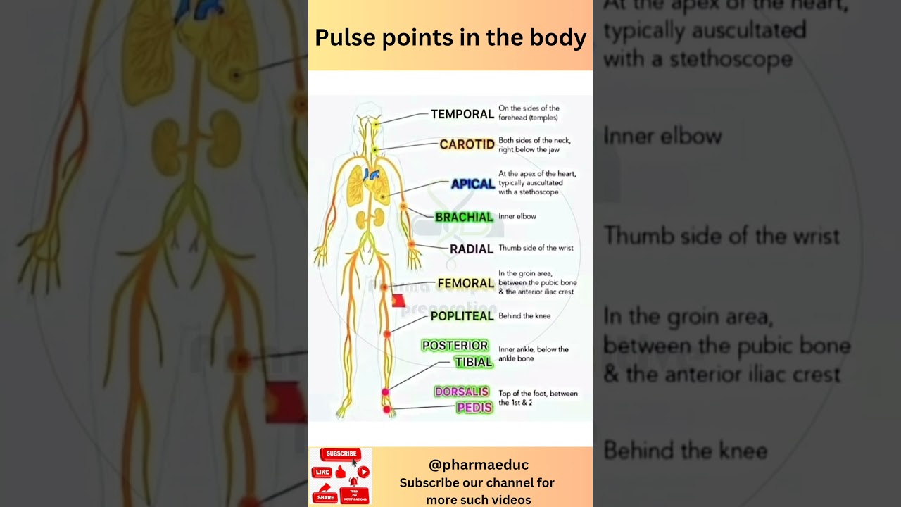 Top 9 Pulse Points in the Human Body | Vital Signs Explained with Diagram