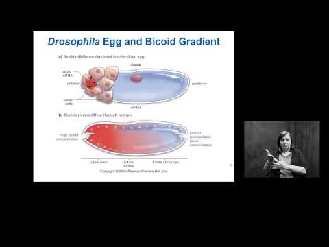 Devo_Regulation_Morphogens w- interpreter