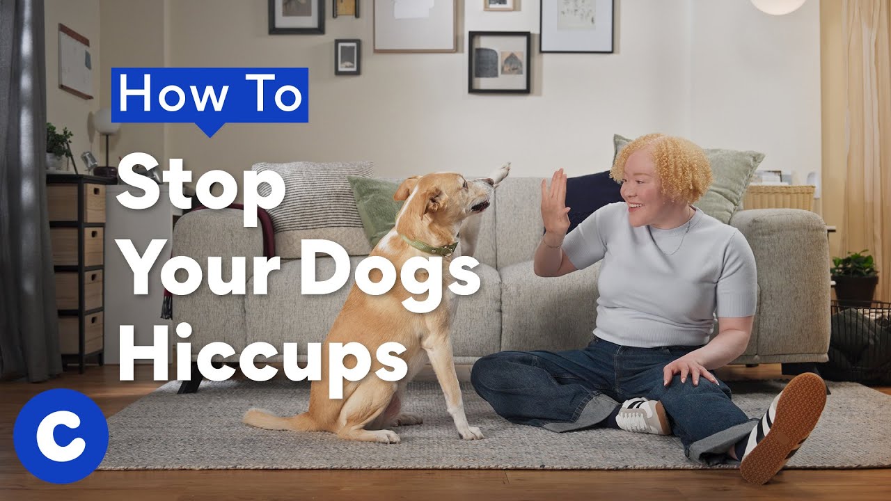 How to Stop Your Dog's Hiccups | Chewtorials