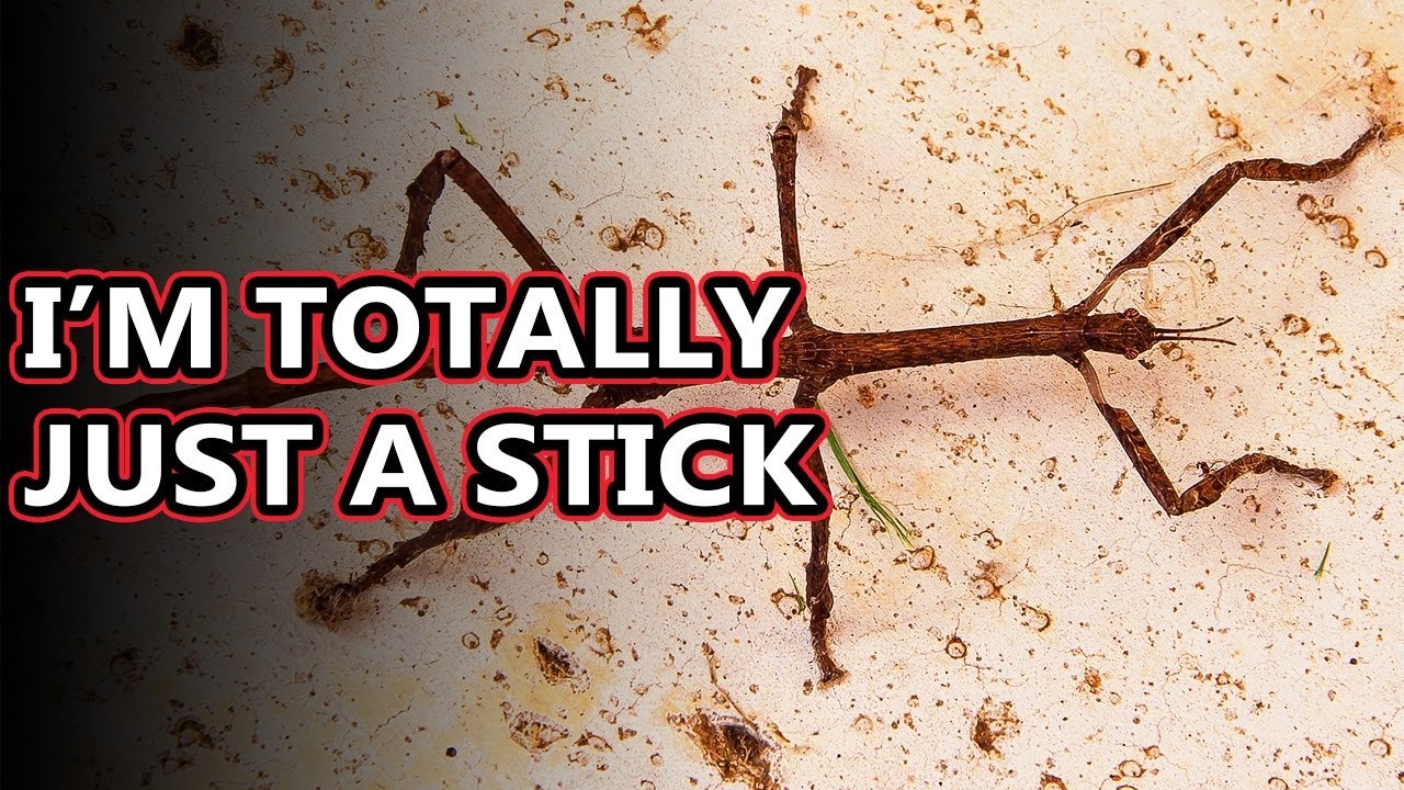 Walking Stick facts: aka stick and leaf bugs | Animal Fact Files