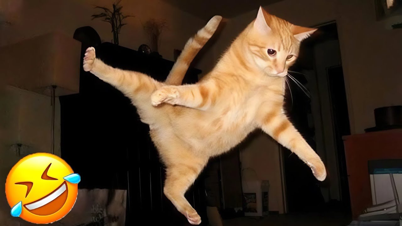 Funny Cats Compilation | Funniest Cat Fails Caught On Camera