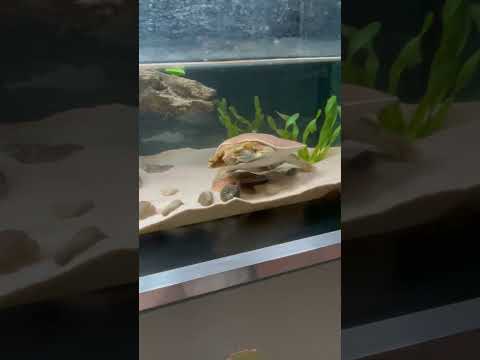 Spiny Softshell Turtle #shorts #turtle #reptiles #tortoises