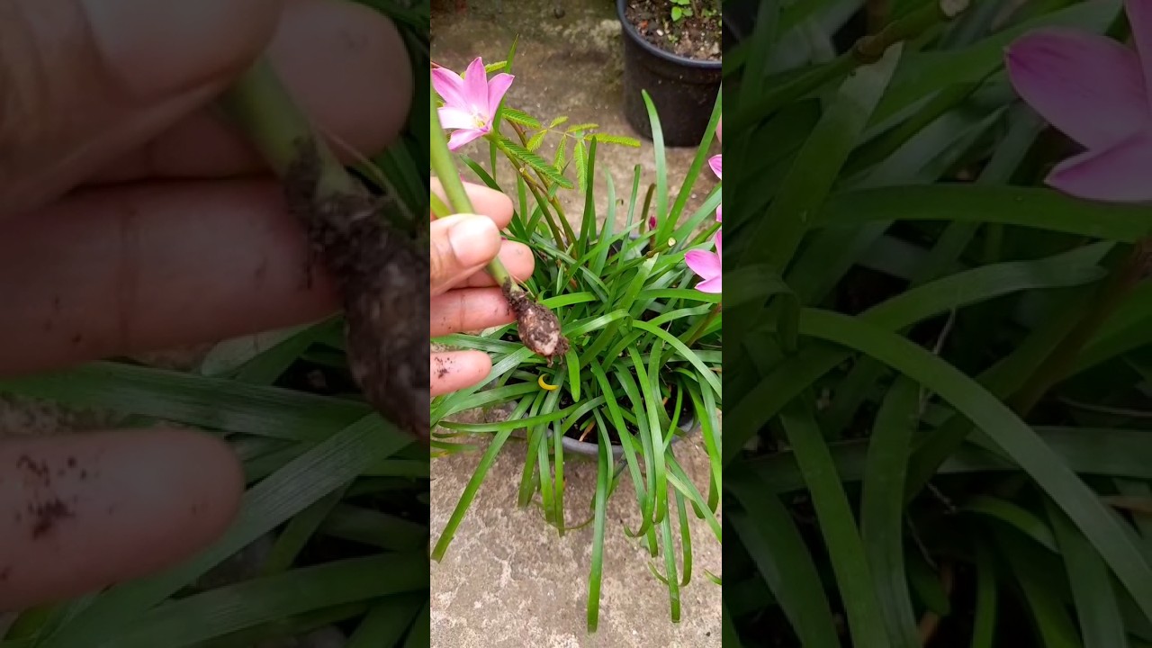 Muda de lírio do vento #shorts #flores #plantas