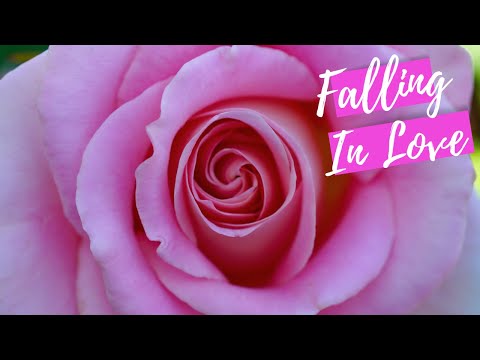 Falling in Love Hybrid Tea Rose; Rose Review: All About this Rose!