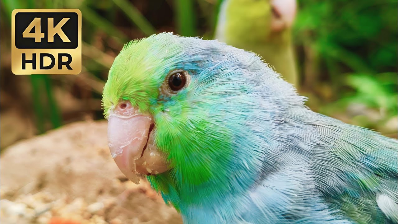 Soothing Parrotlet Chirps by a Gentle Stream | 4K HDR Nature ASMR