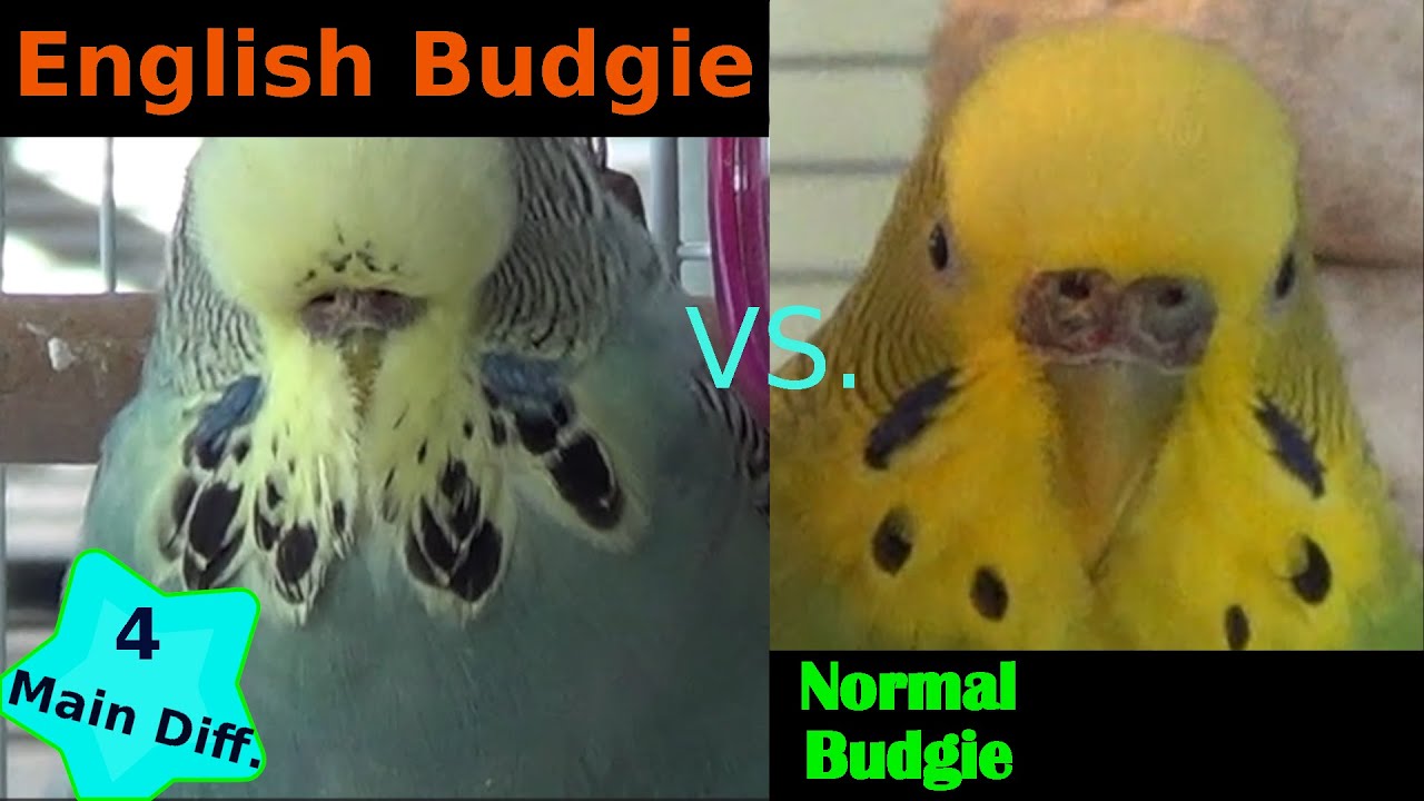 English Budgie vs Normal Budgie (Differences by Example)