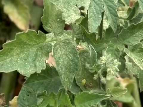 Videos - Spider Mites on Tomatoes
