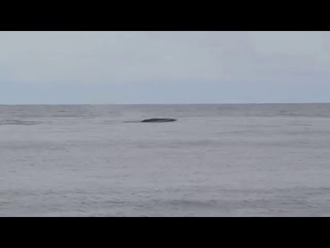 Whales in La Push Washington