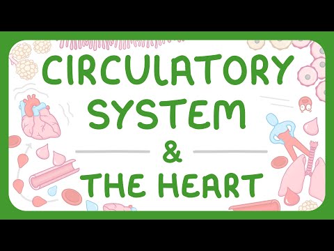 GCSE Biology - The Circulatory System | The Heart