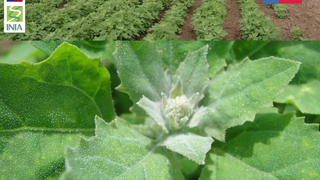 Mildiú de la quinoa – Chile Agrícola