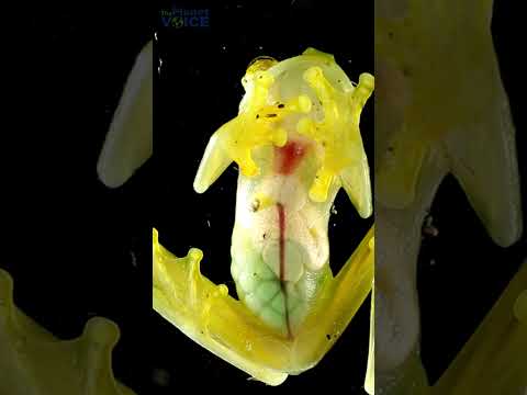 Why Frogs Are Essential to Our Ecosystem