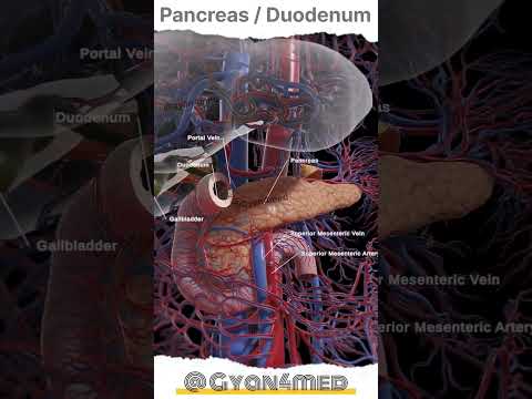 Pancreas, Duodenum Anatomy
