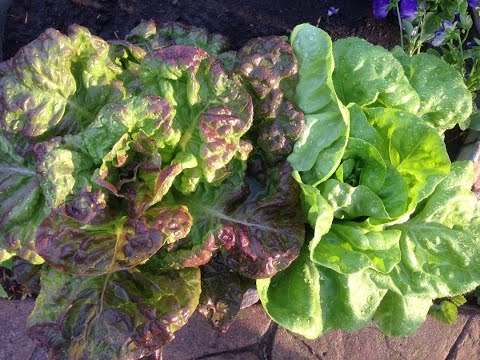 Merveille De Quatre Saisons Lettuce review, so easy to grow