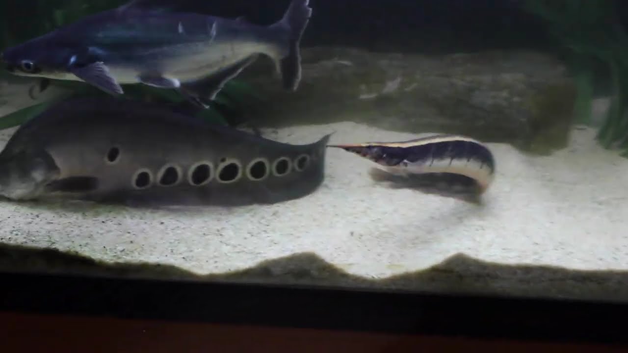 [HD] *RARE* 18 Inch Borneo Python Eel In 300 Gallon!