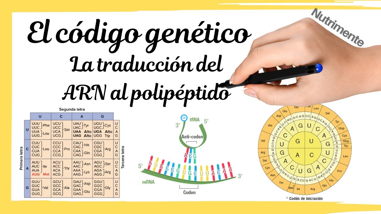 The GENETIC CODE [The translation of mRNA to polypeptide]