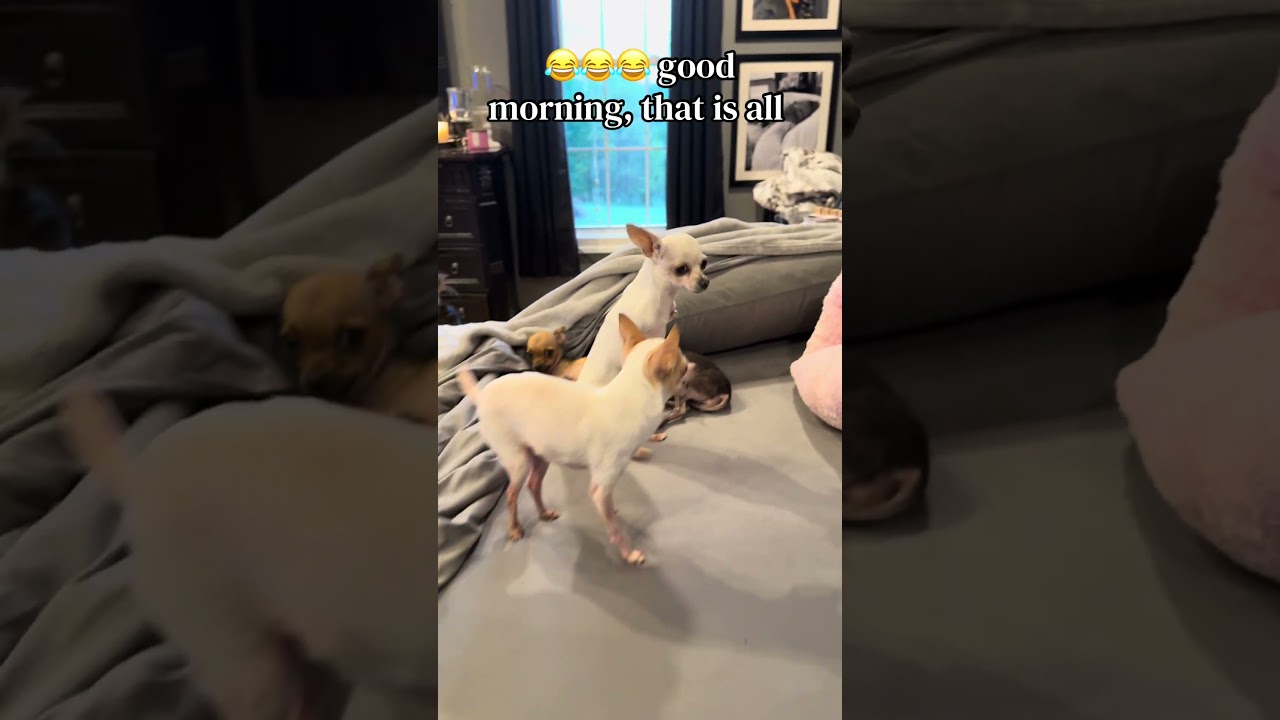 Pixies face 😂😂😂