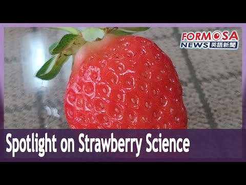 Spotlight on strawberry science: what are those little dots on strawberriesā skins?