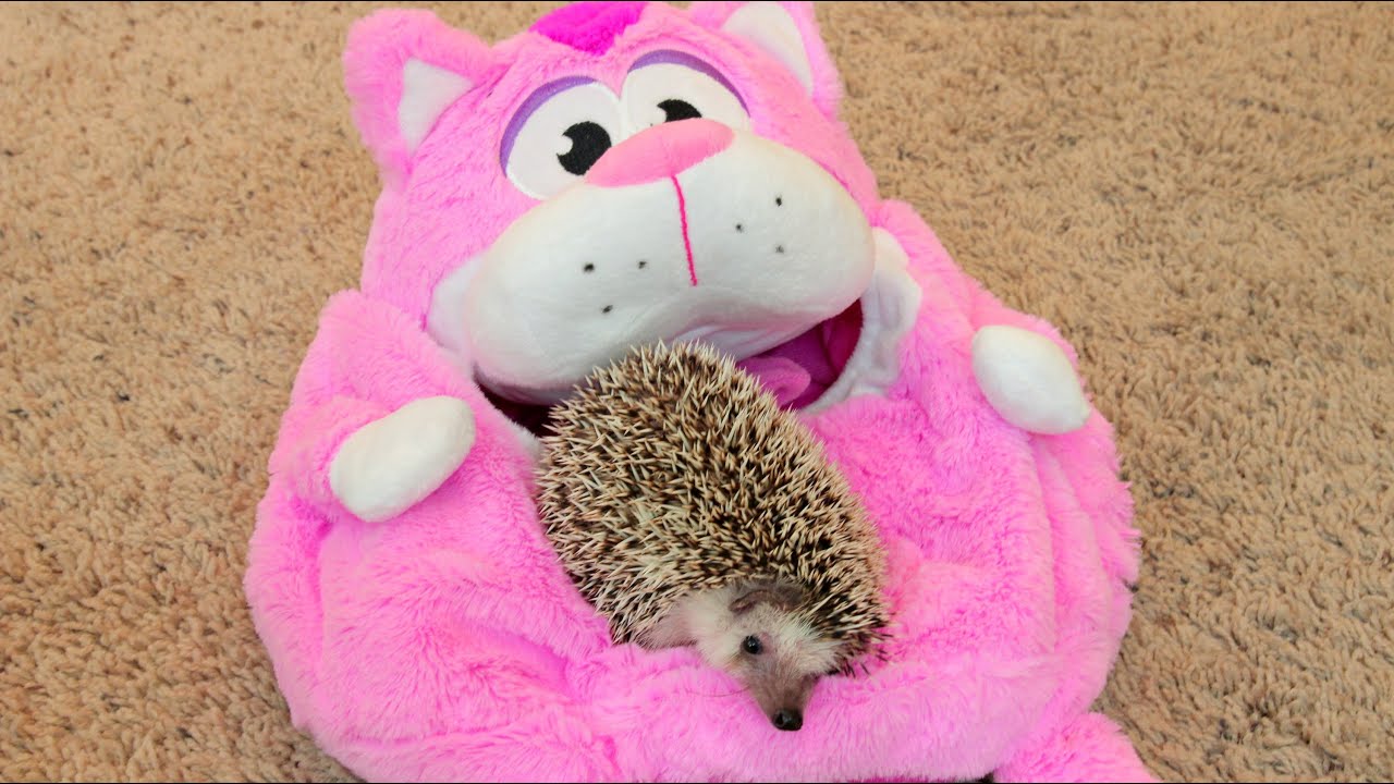 Cute And Funny Hedgehog Compilation - Meet My Pet Hedgehog