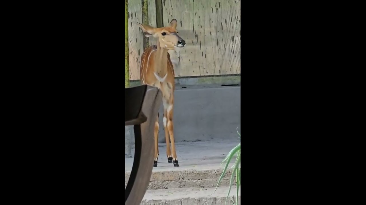 Nyala does Building Inspection