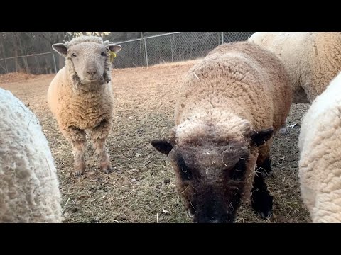 Follow These Steps When Selecting A Breeding Ram