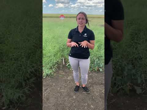 Brevant™ seeds 1028 RR | Corteva Agriscience Canada