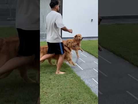 Kuldeep Yadav is having fun with his pets at home. #chaleya #chaleyasong #kuldeepyadav #shorts