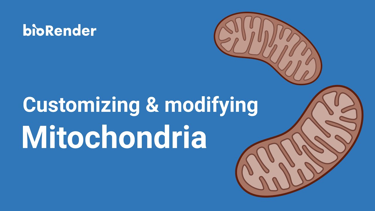 Customizing and modifying mitochondria