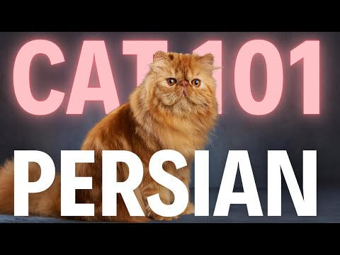 Persian Cat 101 - Everything You Need To Know - Is It the Right Cat for You?