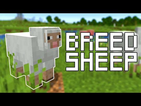 Tame sheep minecraft