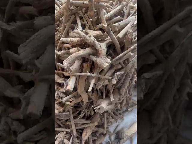 Herbal Roots - Asparagus Racemosus Roots Manufacturer from Neemuch