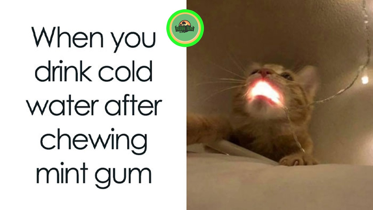 Relatable Memes That Know Too Much About Us