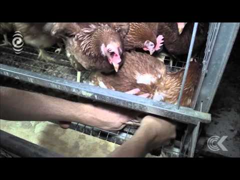 Chicken farm owned by Foodstuffs director's family | RNZ