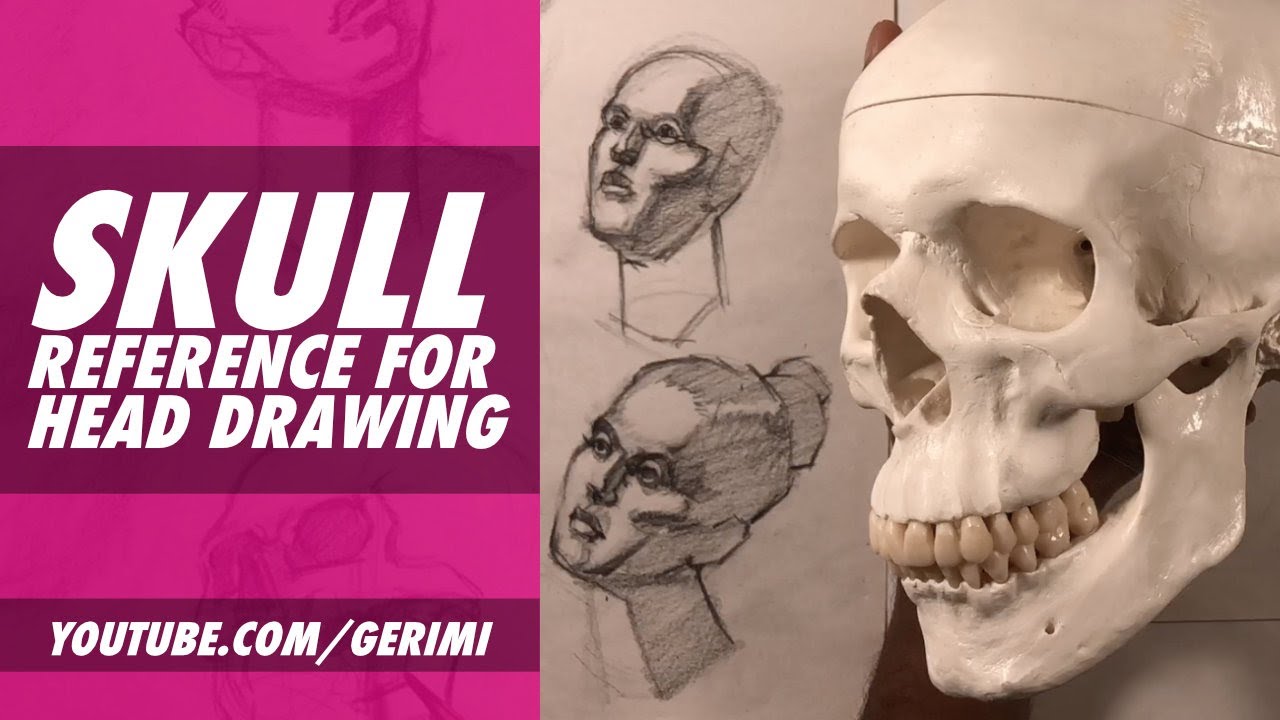 Skull Reference for Head Drawing