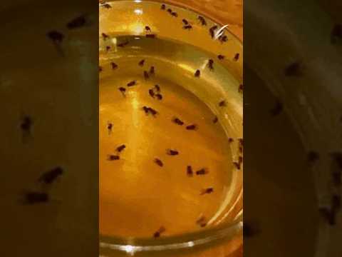 The Secret to Catching Flies: Apple Cider Vinegar Trap