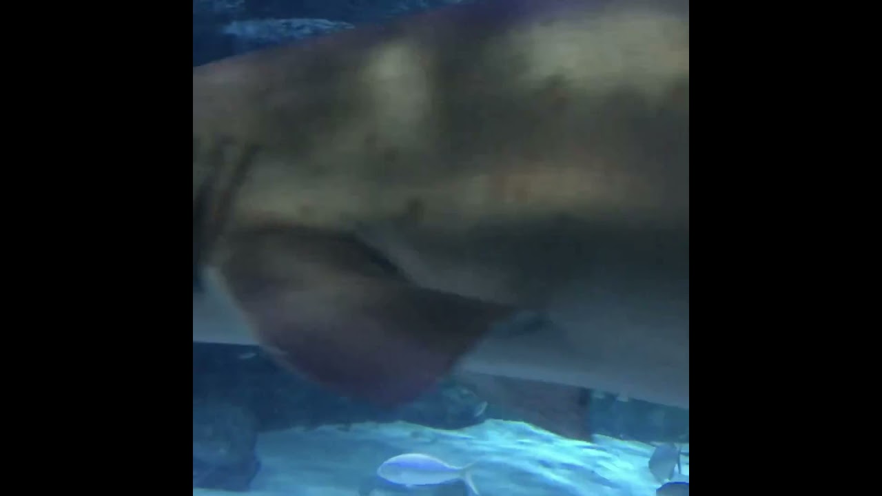 Se Enoja Cuando Lo grabo Muy De Cerca🐬Tiburón Tigre Macho Joven Adulto